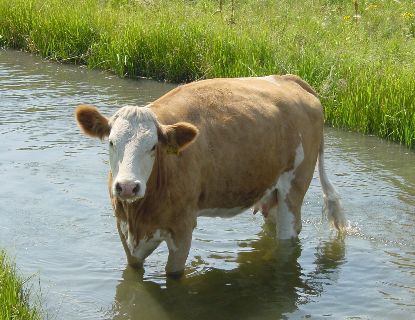 Minimizing Heat Stress in Cattle - Countryside